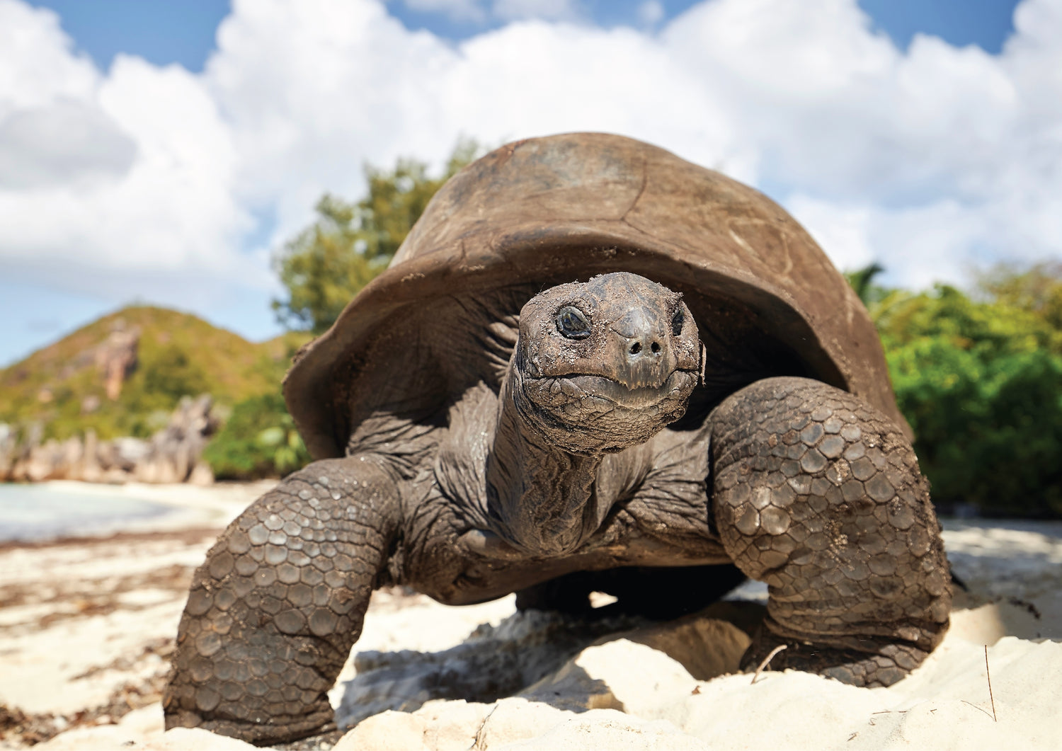 Hydroponics In The Seychelles – Urban Organics SA