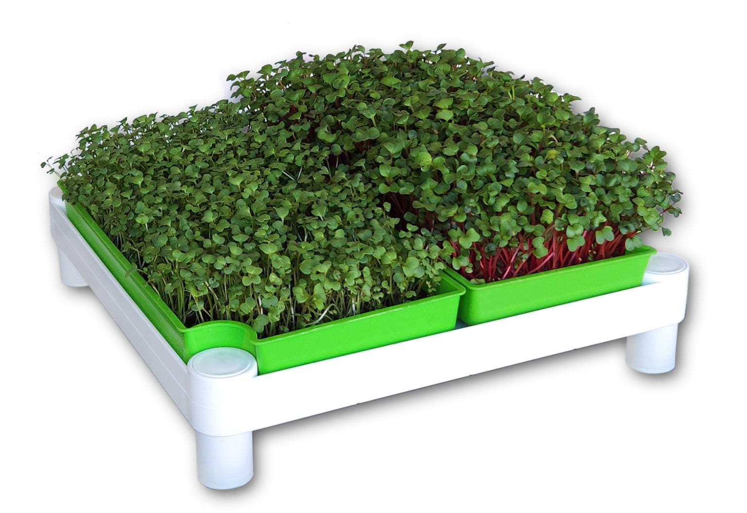 Microgreen Growing – Urban Organics SA
