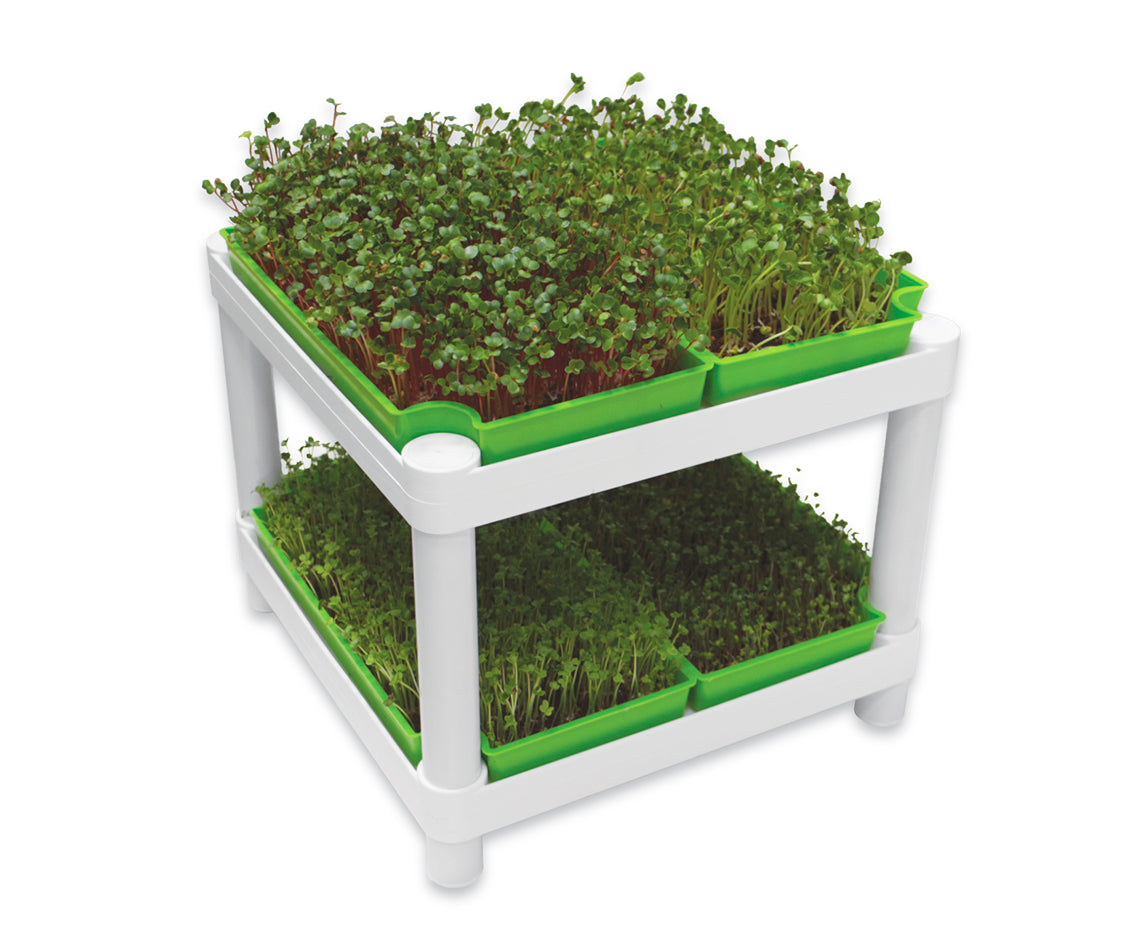 Microgreen Growing – Urban Organics SA