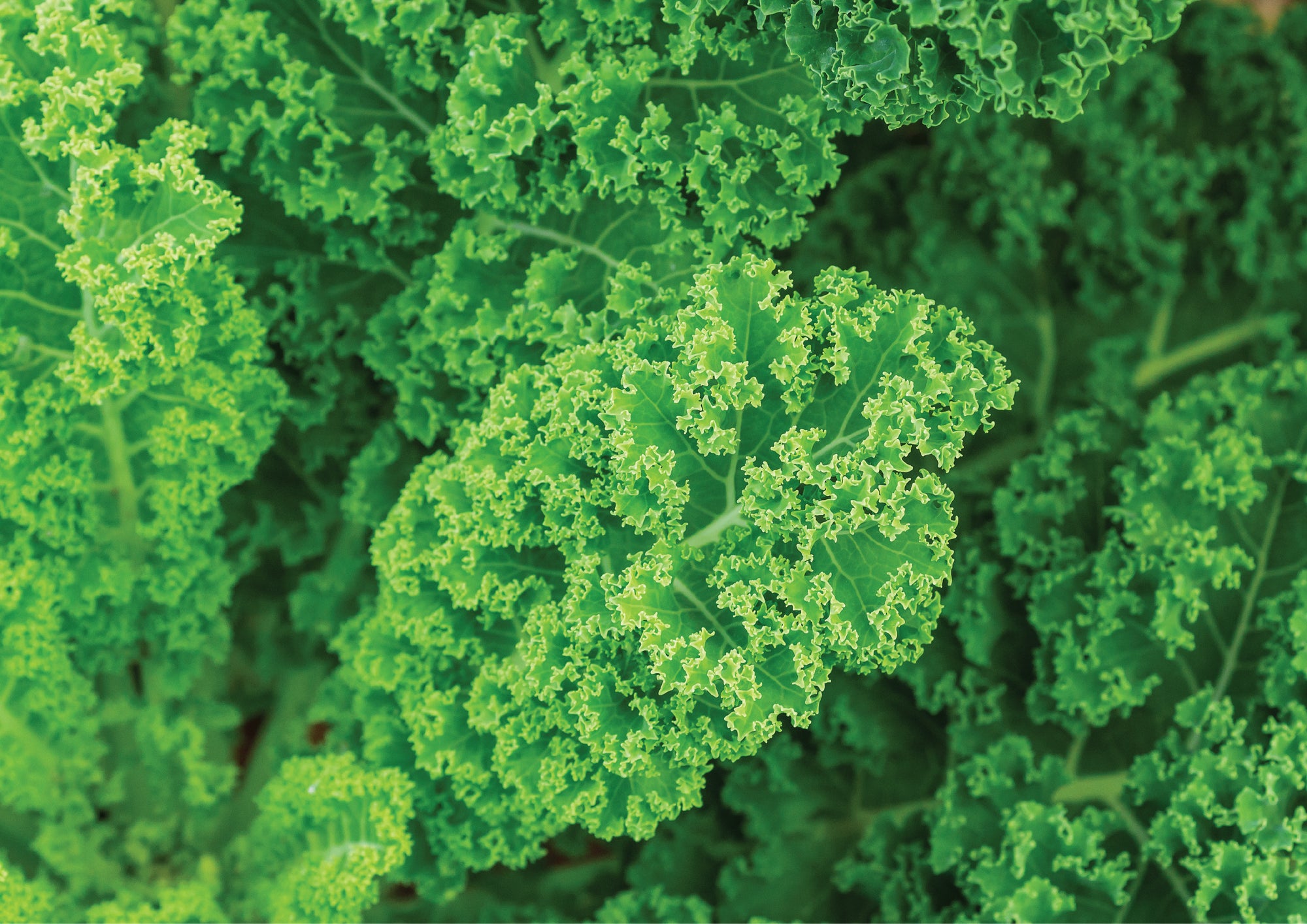 WHAT IS HYDROPONICS – Urban Organics SA